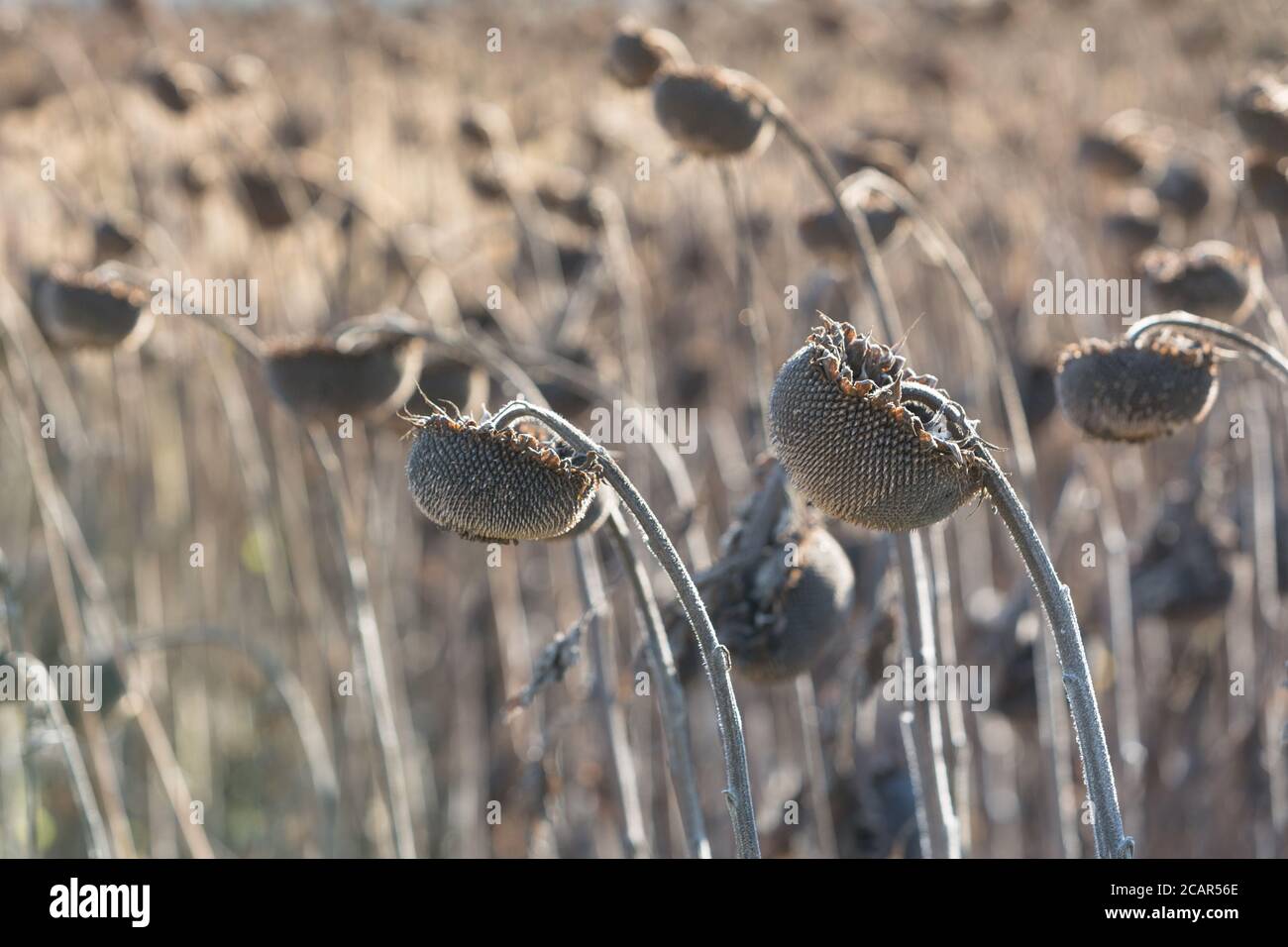 Heavy with seed hi-res stock photography and images - Alamy