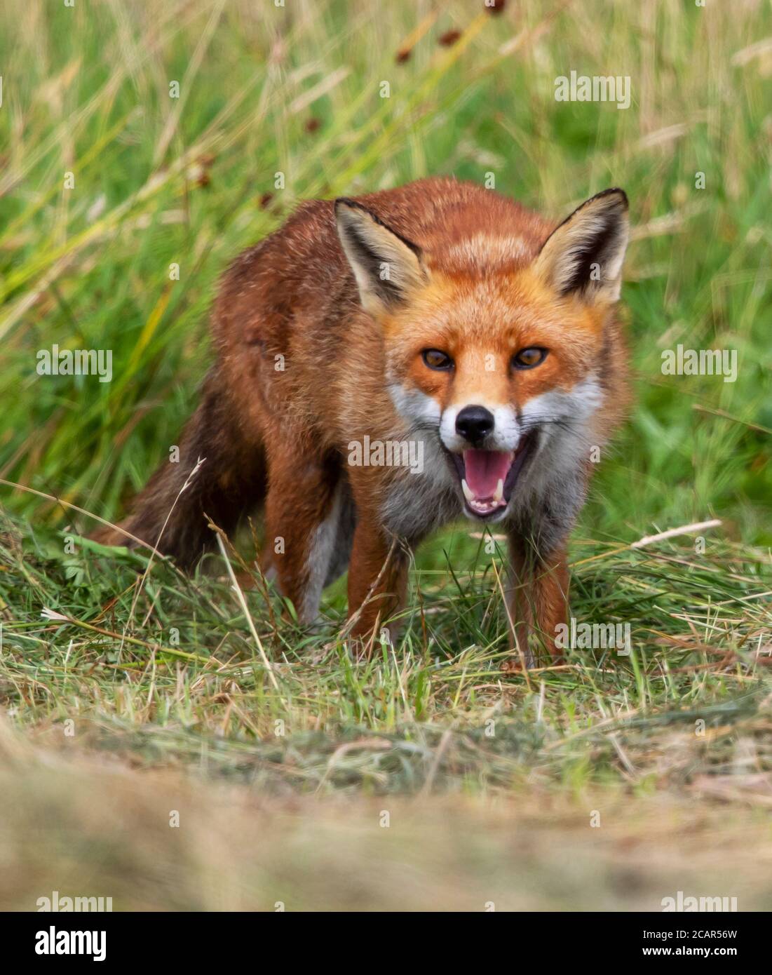 Red Fox hunting in the newly mown hay Stock Photo - Alamy