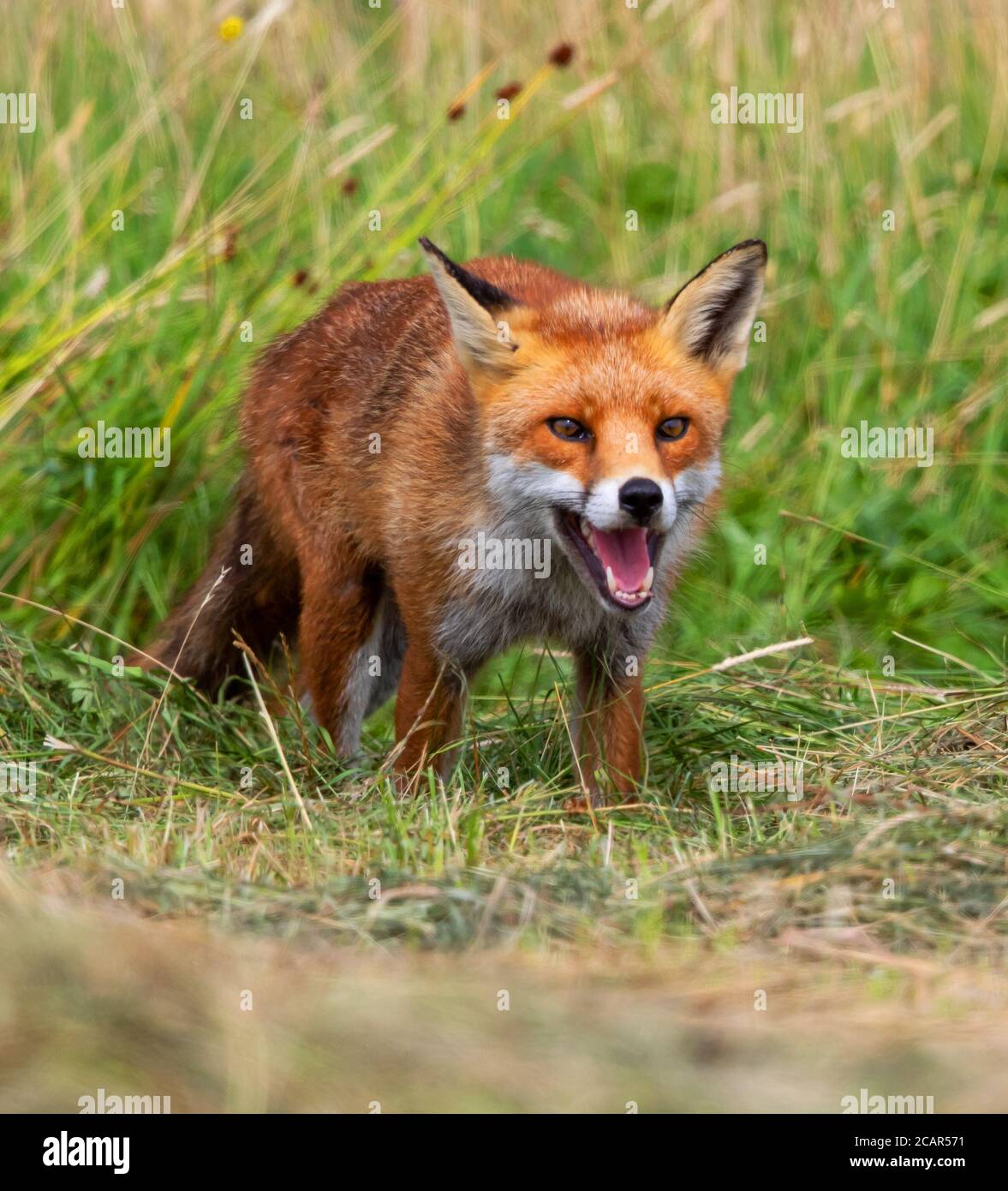 Red Fox hunting in the newly mown hay Stock Photo - Alamy