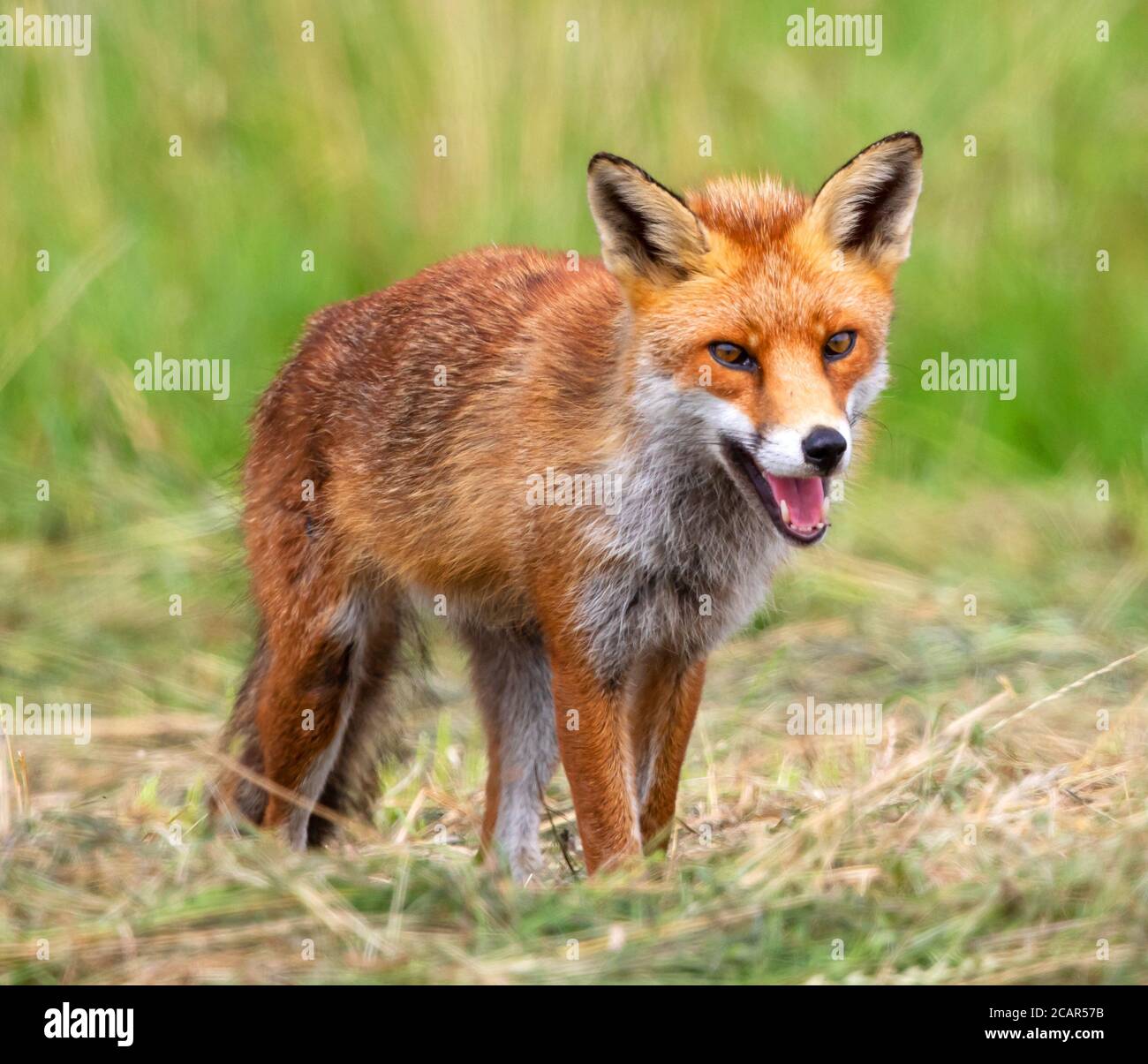 Red Fox hunting in the newly mown hay Stock Photo - Alamy