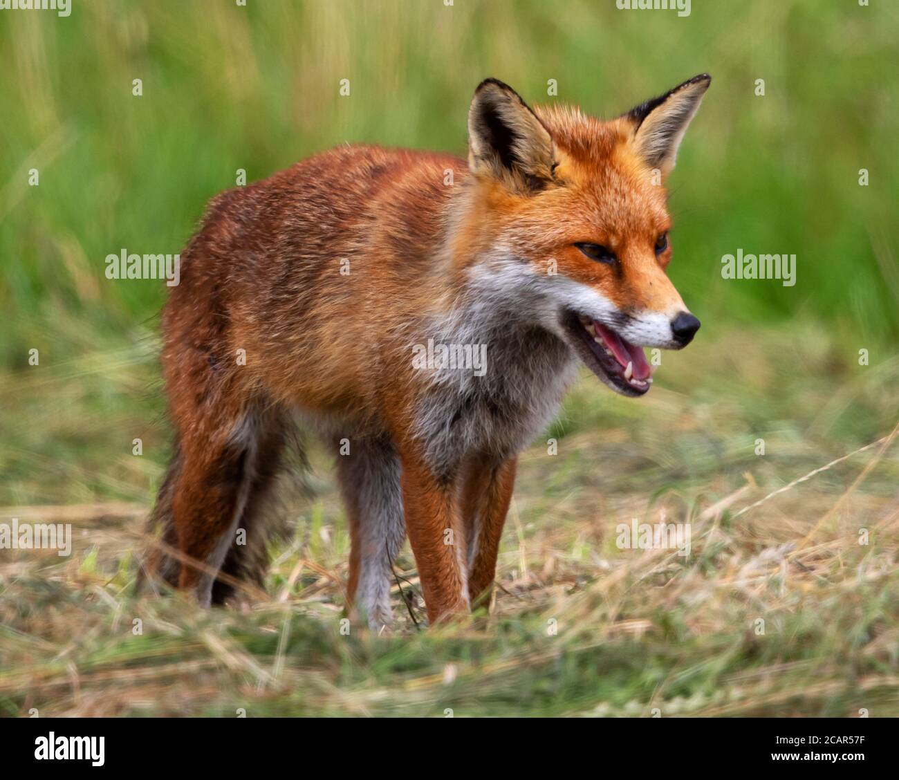 Red Fox hunting in the newly mown hay Stock Photo - Alamy