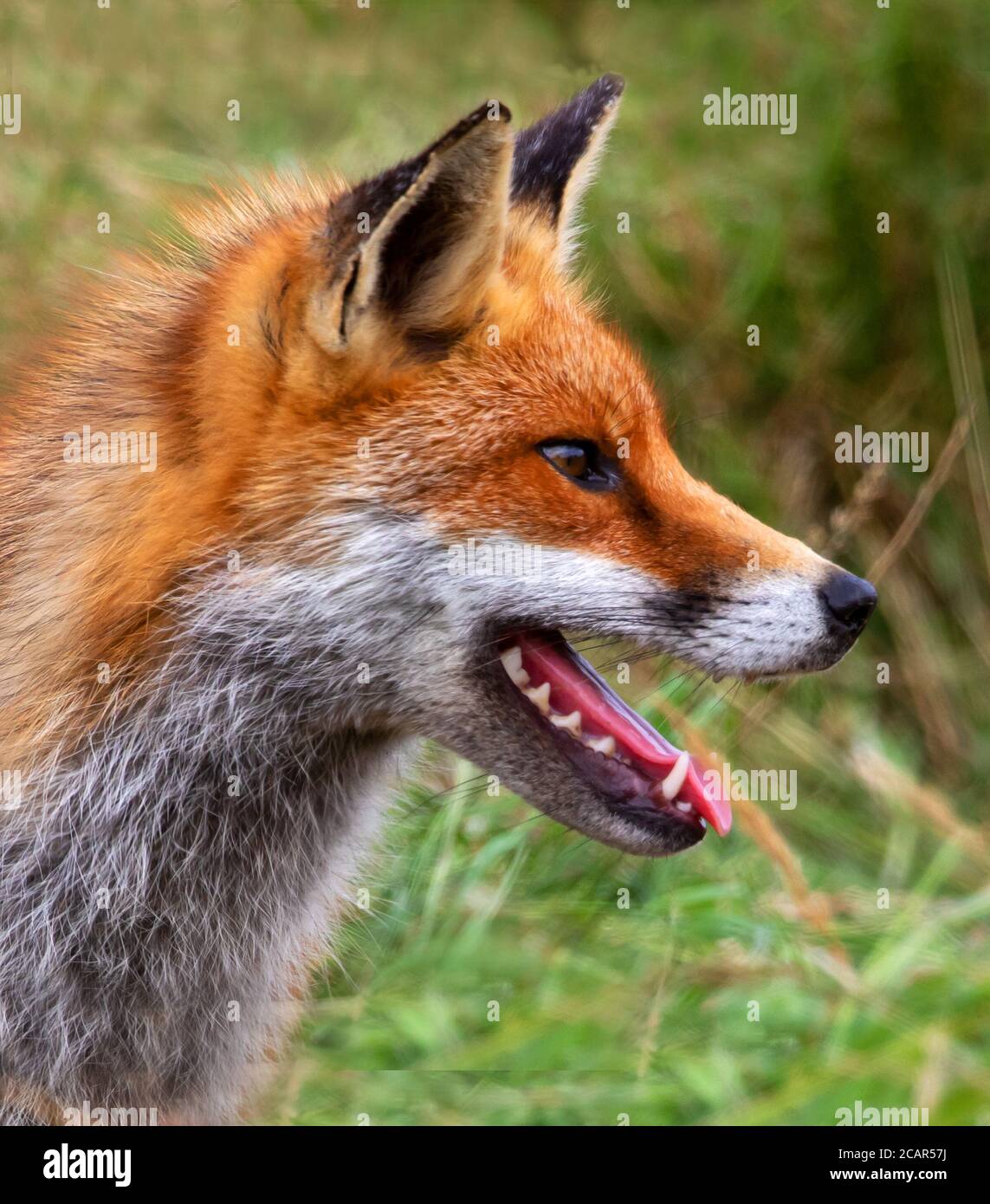 Red Fox hunting in the newly mown hay Stock Photo - Alamy