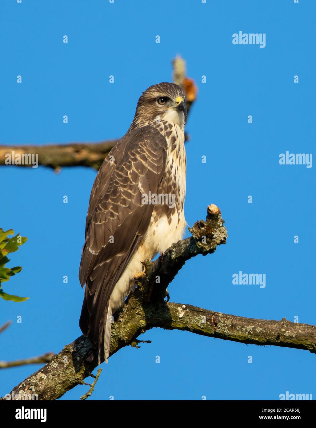 Juvenile Common Buzzard relaxing in the early morning sunshine Stock ...