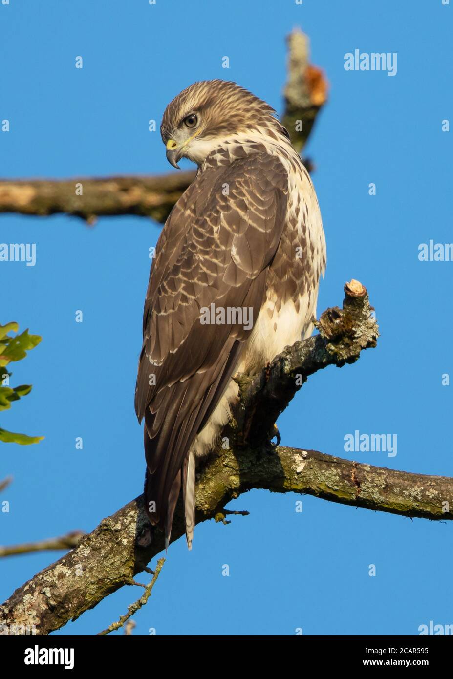 Juvenile Common Buzzard relaxing in the early morning sunshine Stock ...