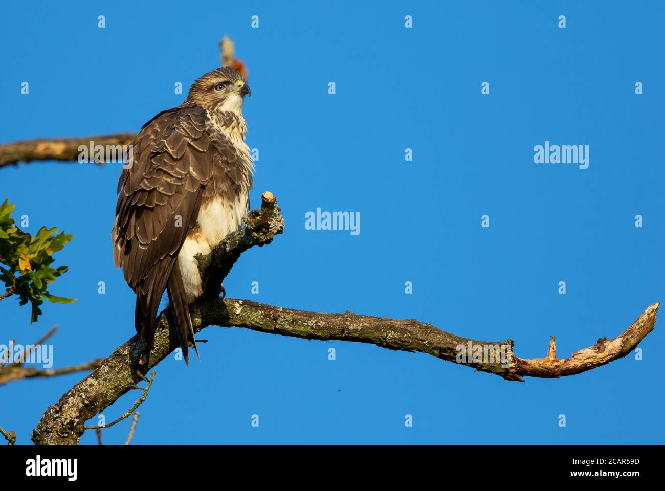 Juvenile Common Buzzard relaxing in the early morning sunshine Stock ...