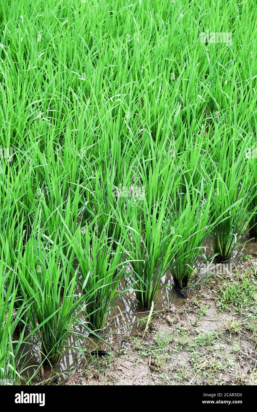 Green Rice field at Nan Province,Thailand Stock Photo - Alamy