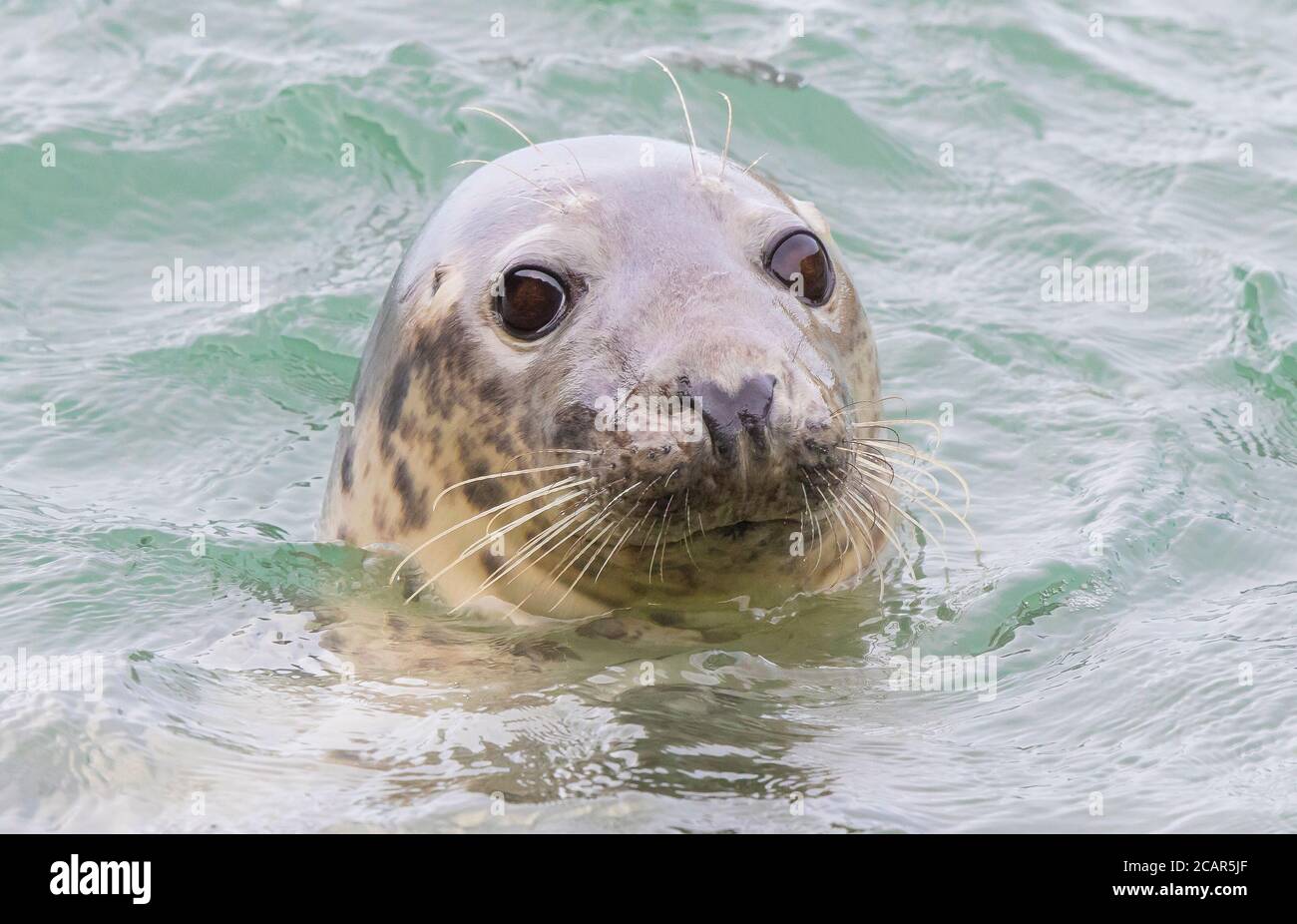 Female grey seals hi-res stock photography and images - Alamy