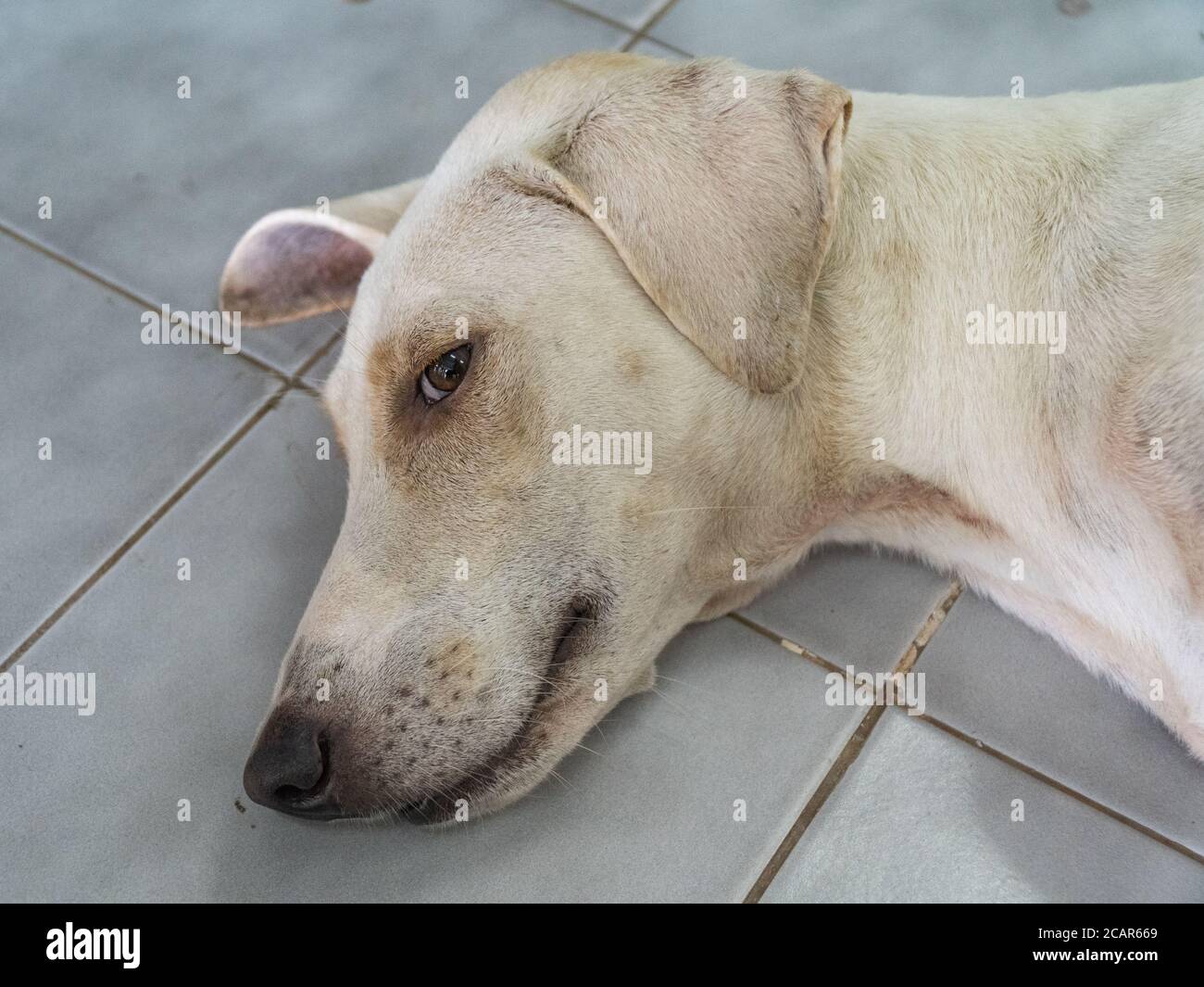 Dog's break time Stock Photo - Alamy