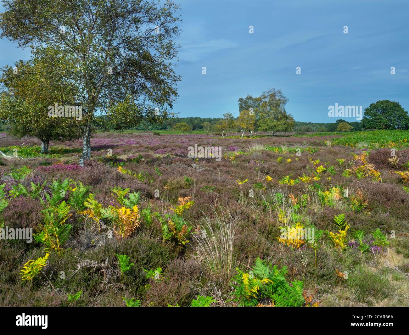Suffolk coast and heath aonb hi-res stock photography and images - Alamy