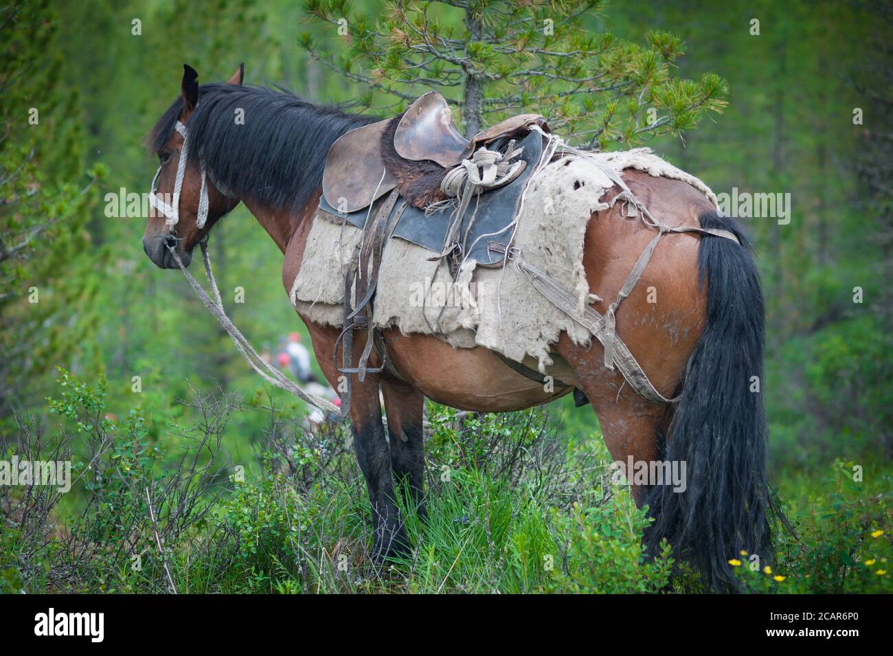 Horse with saddle against the green forest close-up Stock Photo - Alamy