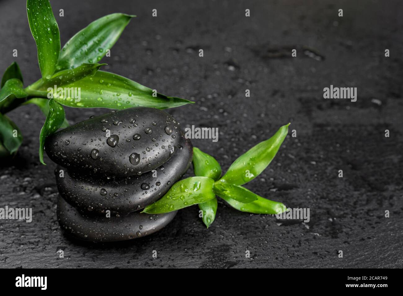 Spa concept with green lucky-bamboo sprout and a pile of black basalt ...