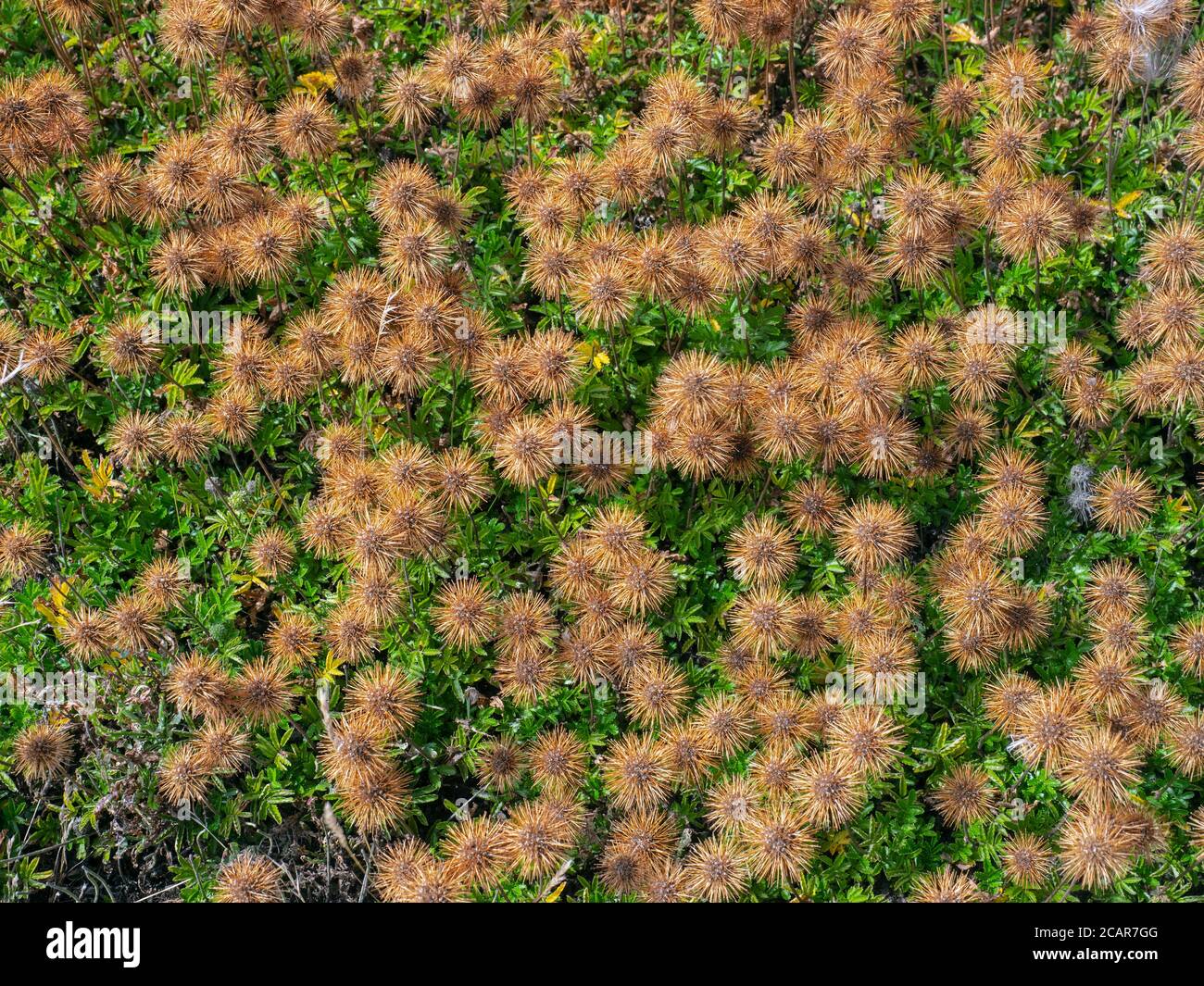Piri piri burr hi-res stock photography and images - Alamy