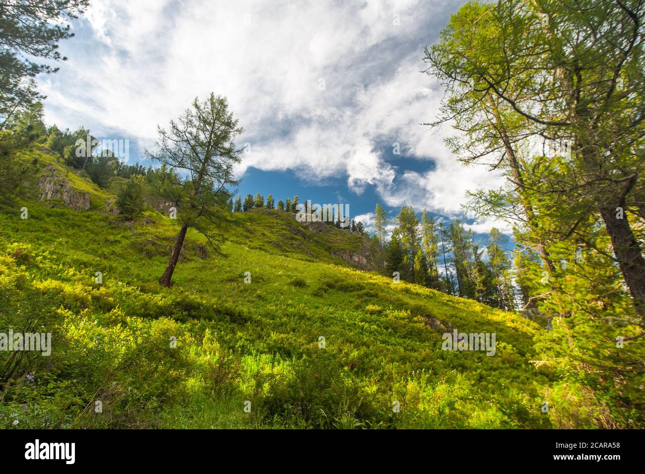 Mottled green background landscape hi-res stock photography and images ...