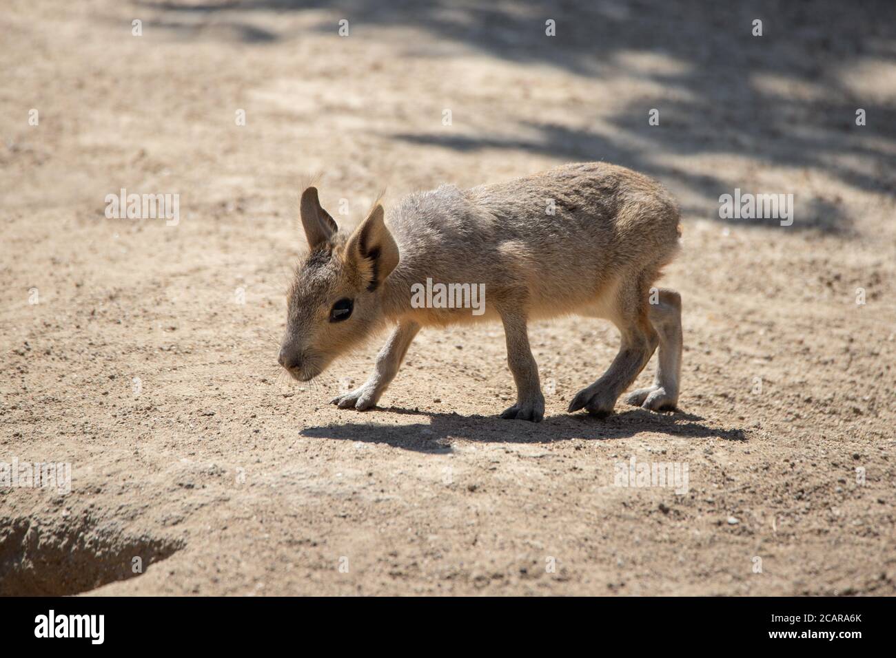 Young patagonian hare sniffing in the sand into que wild Stock Photo ...