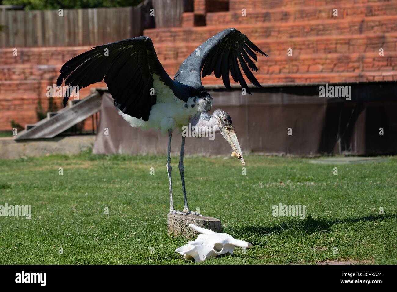 Adult Marabou stork eating in captivity under sunlight Stock Photo - Alamy