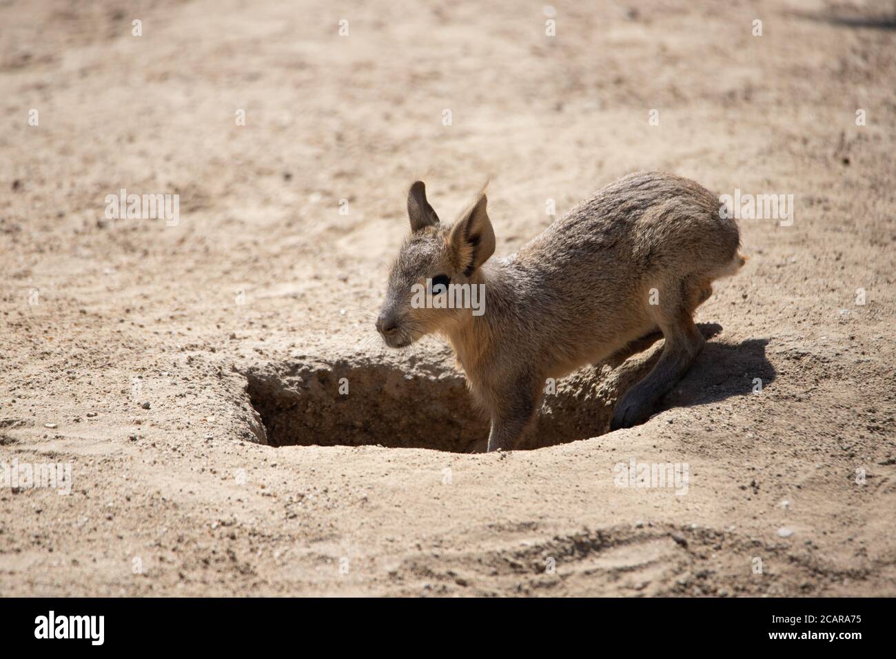 Alert young Patagonian hare also known as mara entering its burrow ...