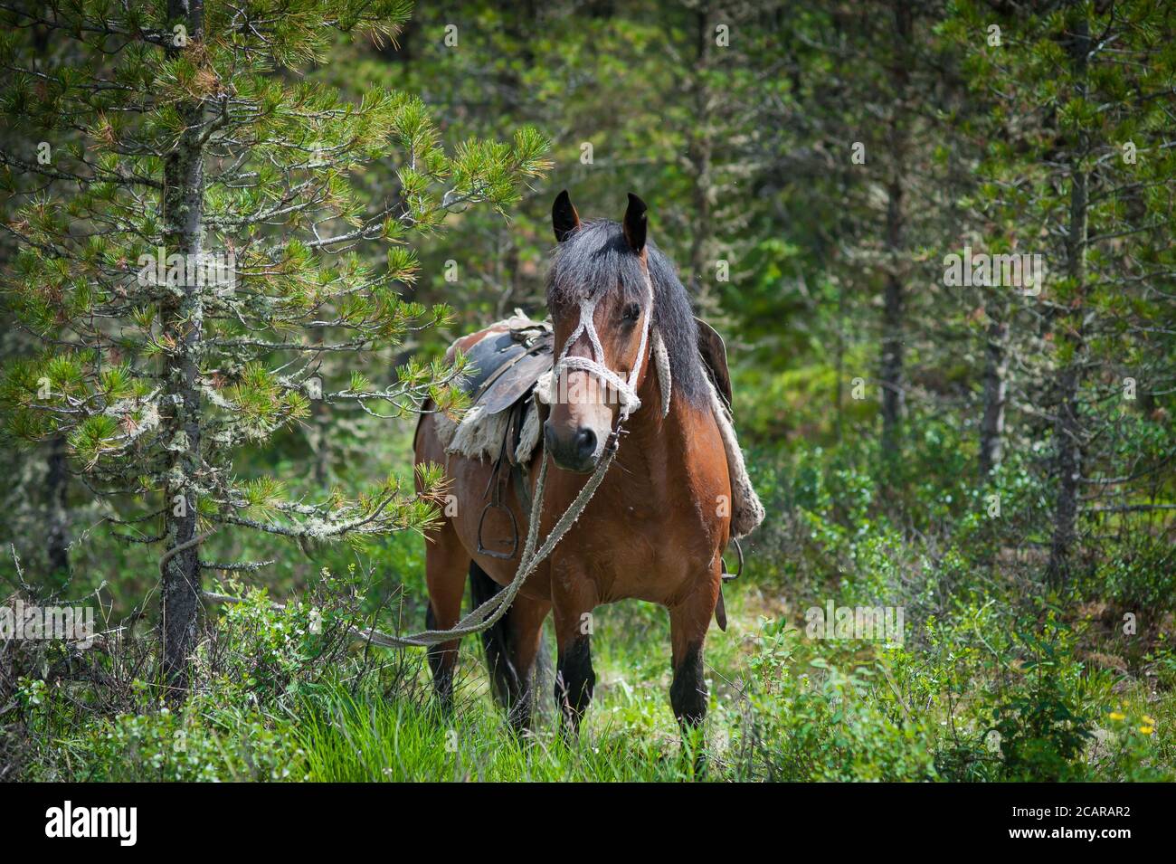 Horse tied to a tree against a green forest Stock Photo - Alamy