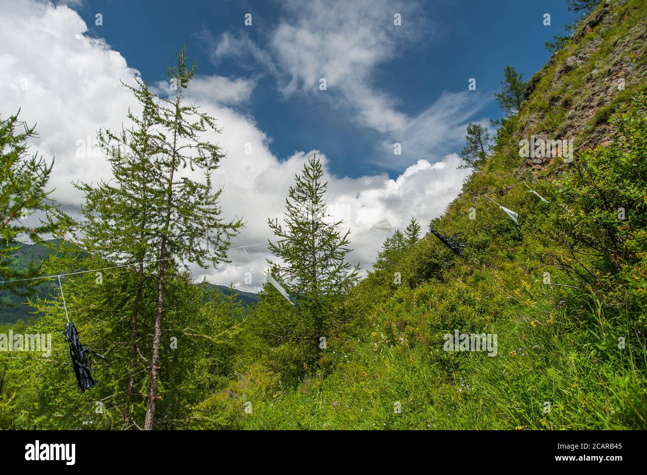 Altai trees hi-res stock photography and images - Alamy