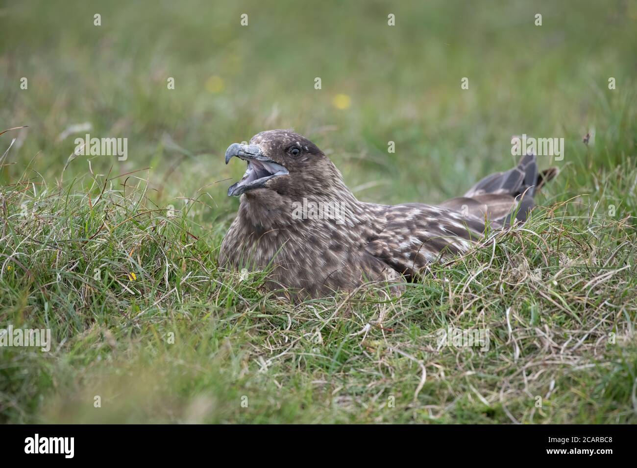 Great Skua sitting on a nest in a peat bog at Hermaness, Unst, Shetland ...