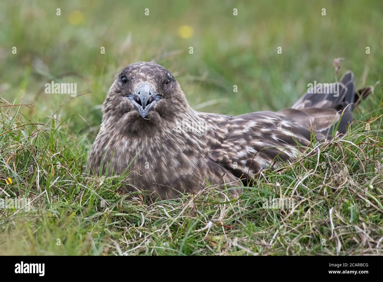 Great Skua sitting on a nest in a peat bog at Hermaness, Unst, Shetland ...