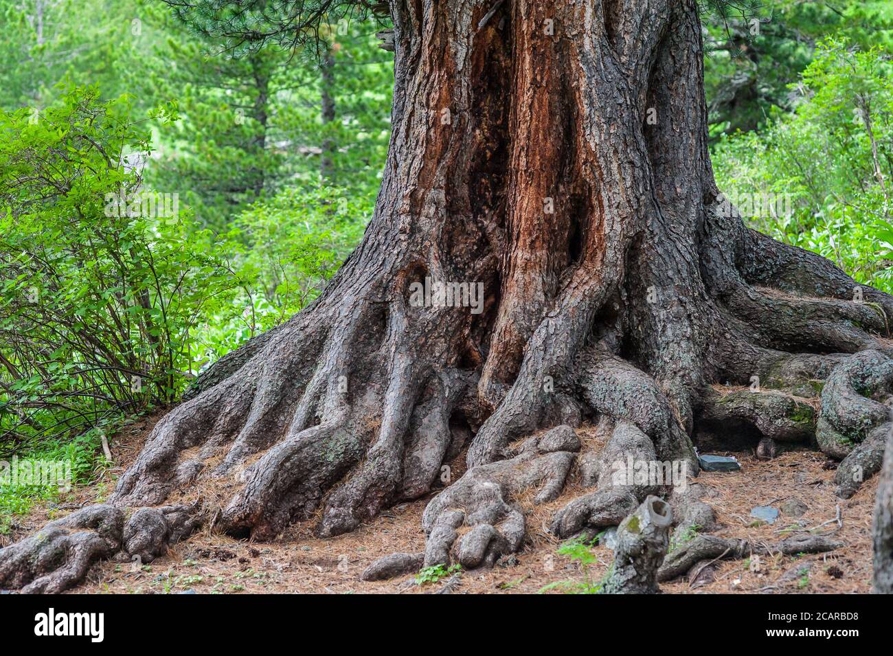 The roots of a large old tree in a green forest close up Stock Photo ...