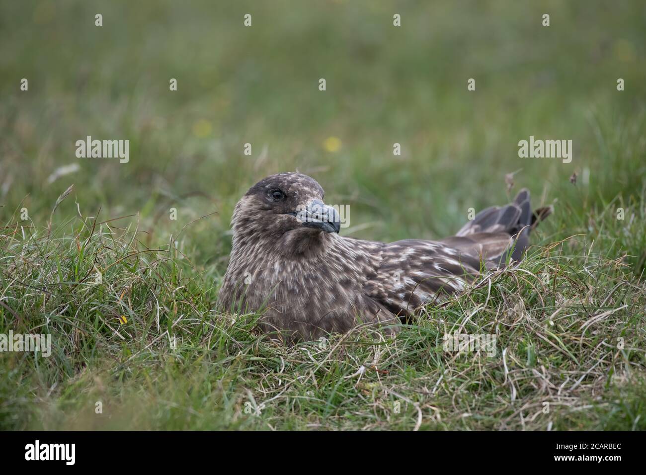 Peat bog uk hi-res stock photography and images - Alamy