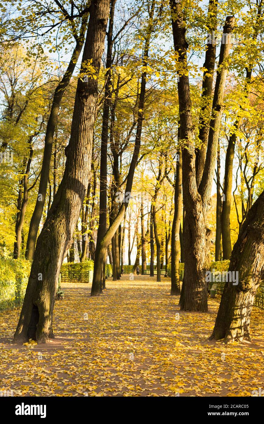 Beautiful linden alley in historical park (Summer Garden) in St ...
