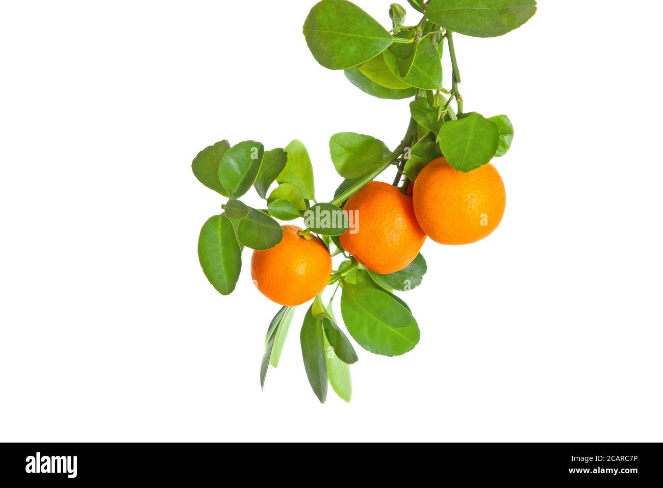 Little oranges hi-res stock photography and images - Alamy