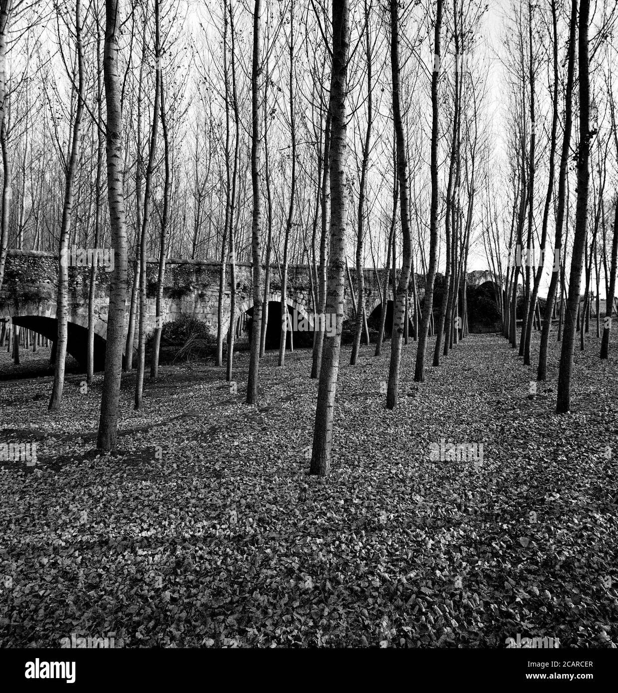 PUENTE ROMANO SOBRE EL RIO JARAMA - FOTOGRAFIA EN BLANCO Y NEGRO - AÑOS ...