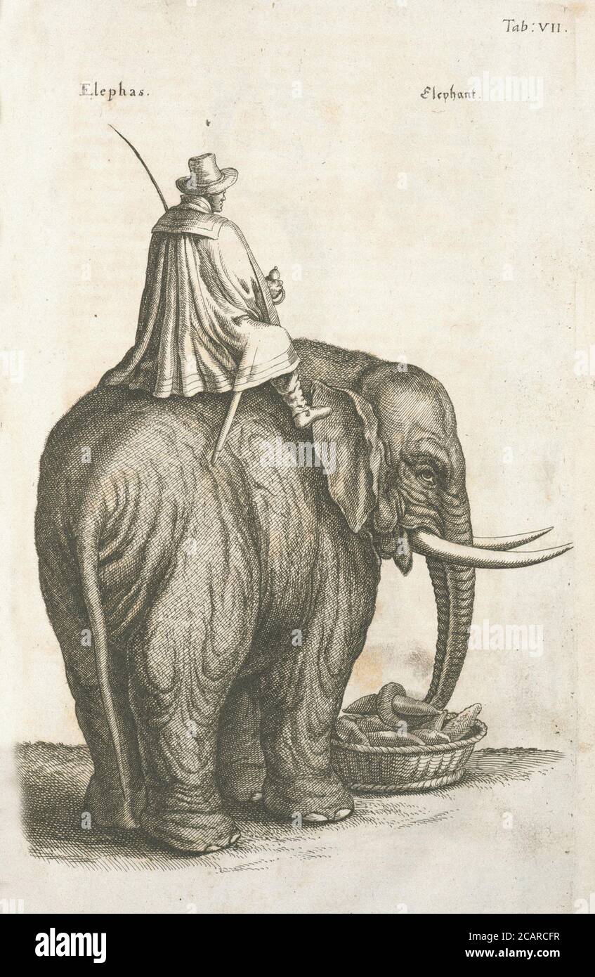 vintage animal illustration vintage classical artistic drawing Stock ...