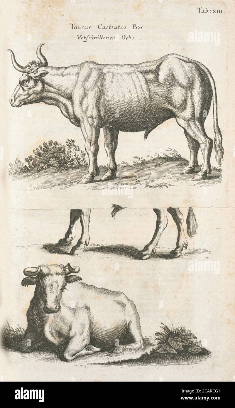 vintage animal illustration vintage classical artistic drawing Stock ...