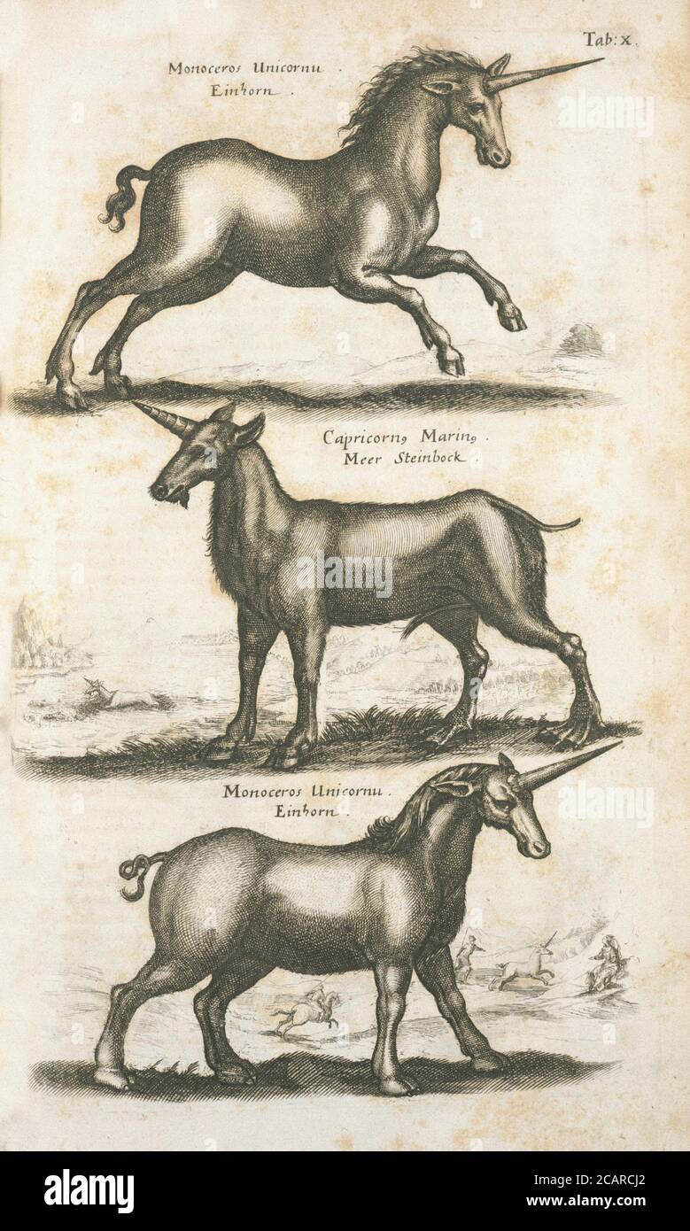 vintage animal illustration vintage classical artistic drawing Stock ...