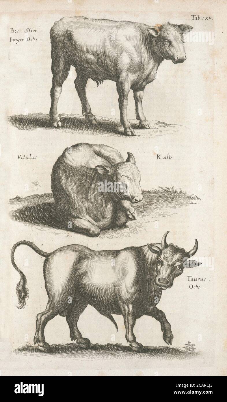 vintage animal illustration vintage classical artistic drawing Stock ...