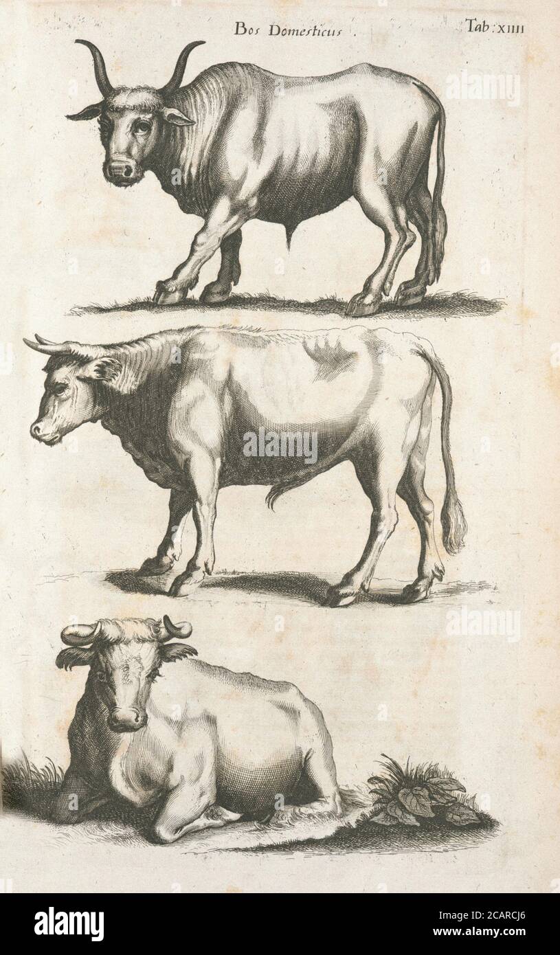 vintage animal illustration vintage classical artistic drawing Stock ...
