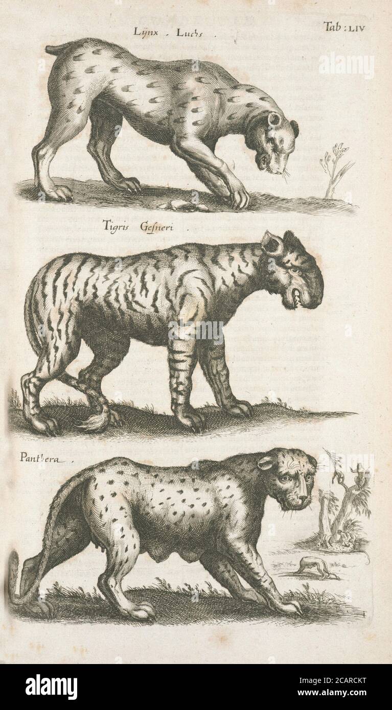 vintage animal illustration vintage classical artistic drawing Stock ...