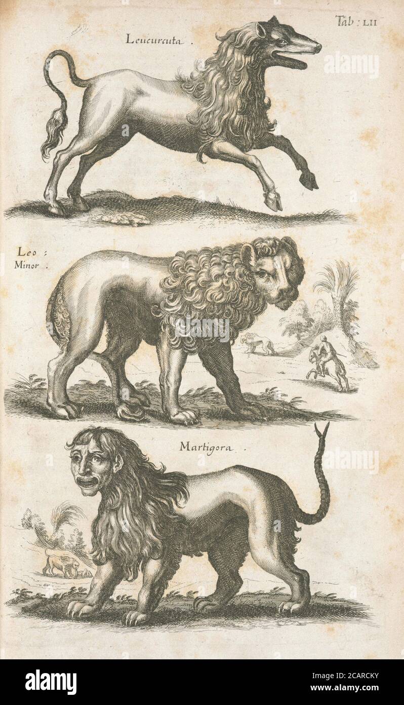 vintage animal illustration vintage classical artistic drawing Stock ...