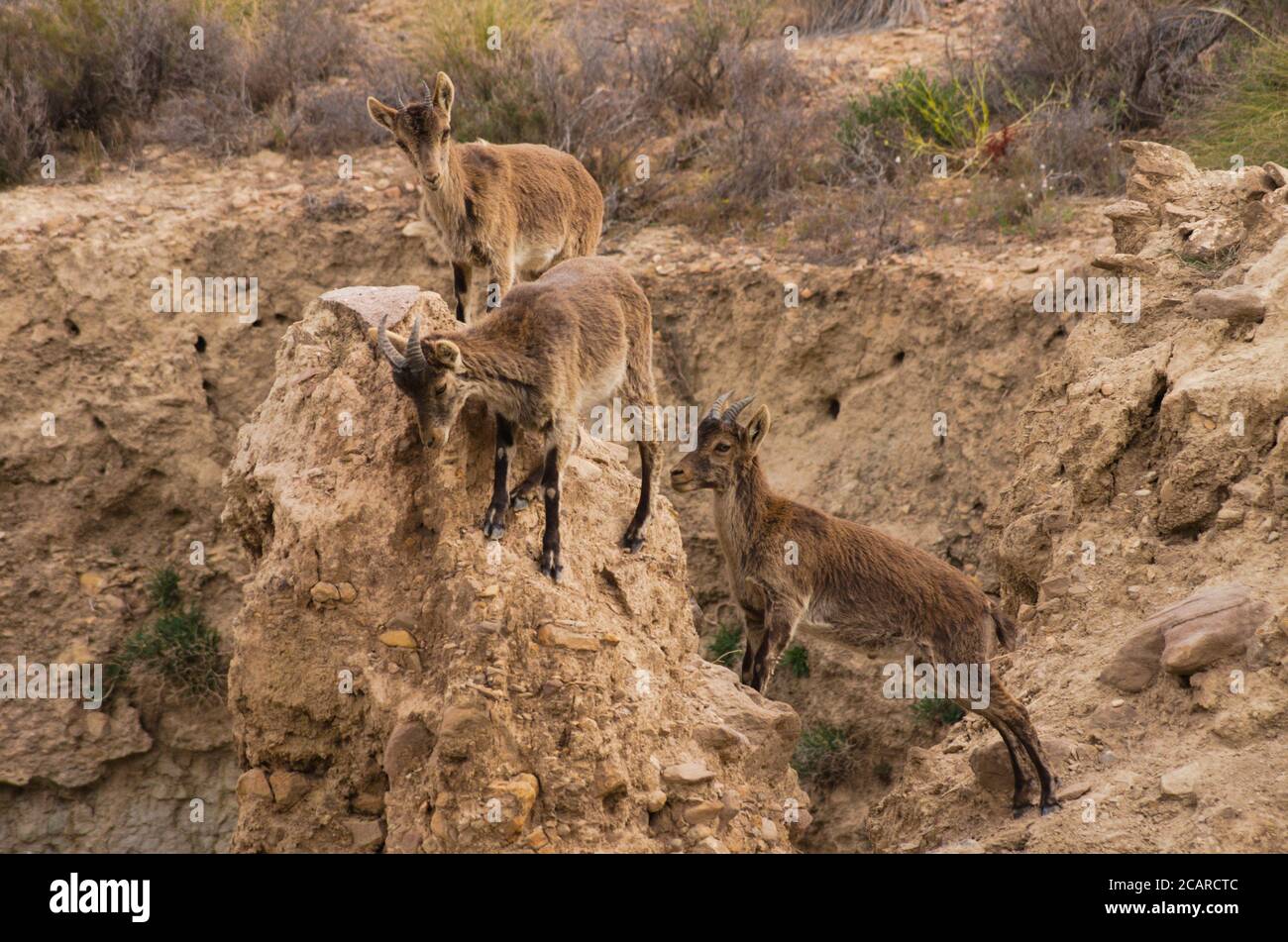 Family of Iberian wild goats (Capra pyrenaica) looking at surroundings ...