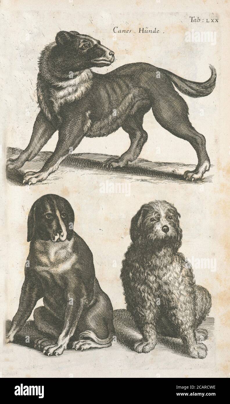 vintage animal illustration vintage classical artistic drawing Stock ...