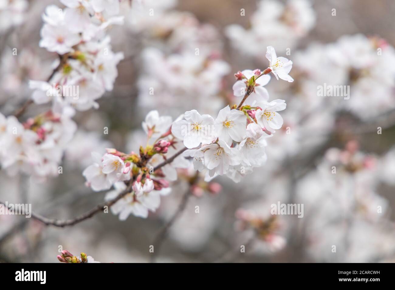 Japan Sakura in Spring Sunny Day Stock Photo - Alamy