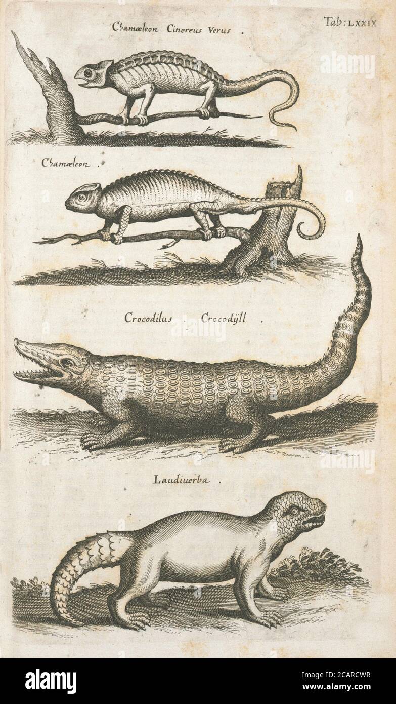 vintage animal illustration vintage classical artistic drawing Stock ...