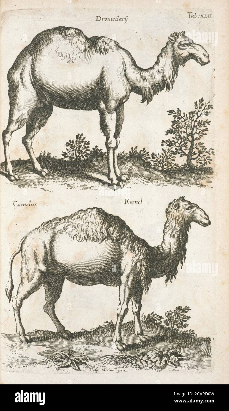 vintage animal illustration vintage classical artistic drawing Stock ...