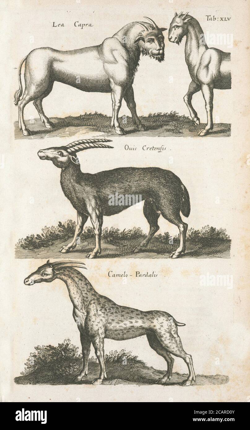 vintage animal illustration vintage classical artistic drawing Stock ...