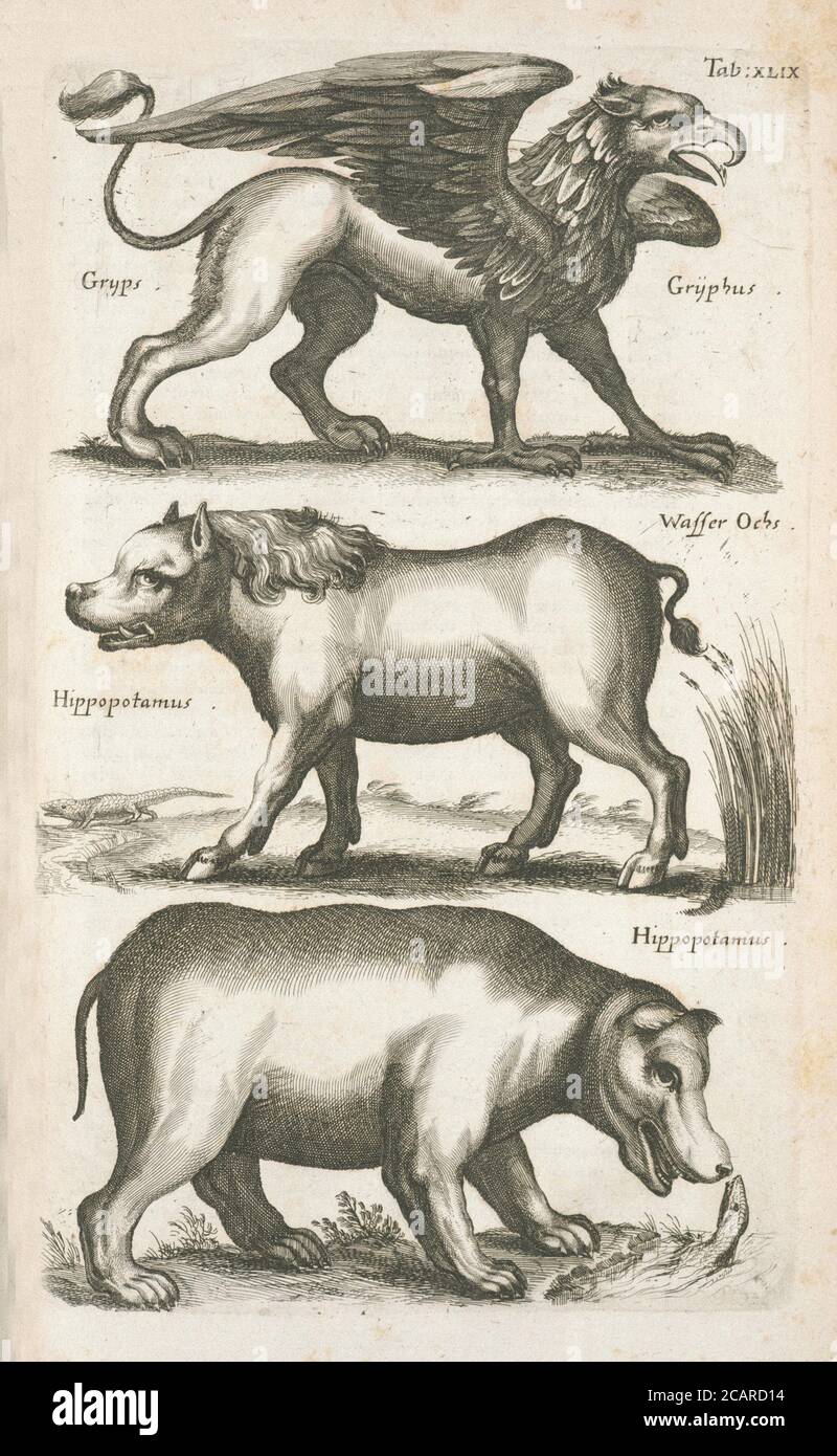 vintage animal illustration vintage classical artistic drawing Stock ...