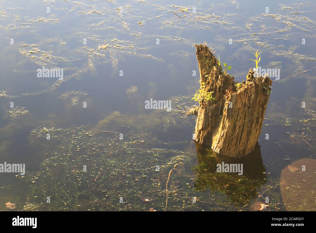 Murky swamp hi-res stock photography and images - Alamy