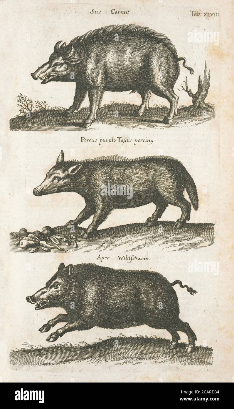 vintage animal illustration vintage classical artistic drawing Stock ...