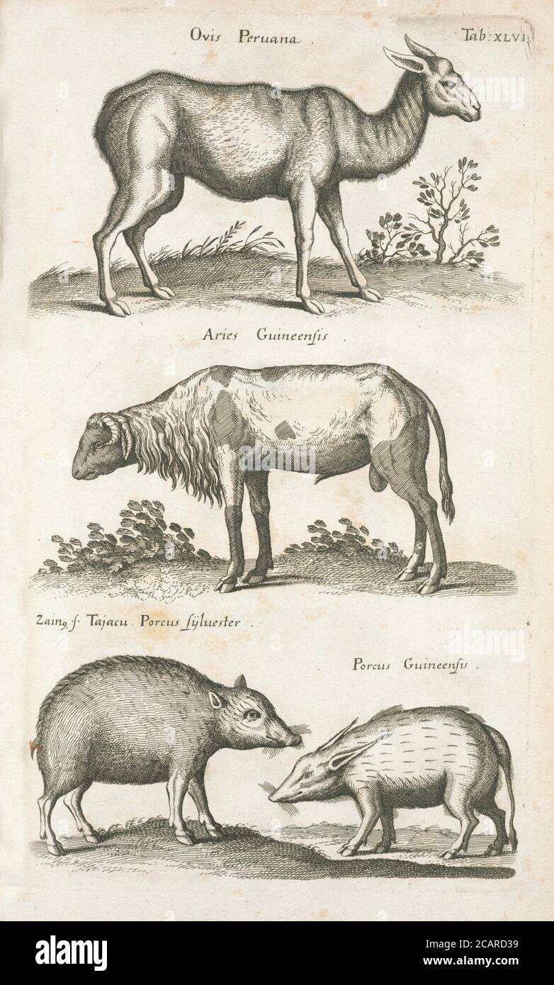 vintage animal illustration vintage classical artistic drawing Stock ...