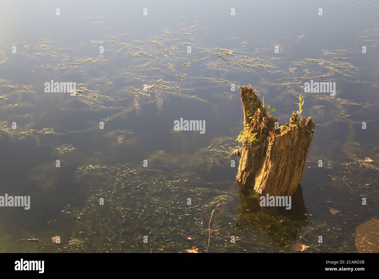 Tree kelp hi-res stock photography and images - Alamy