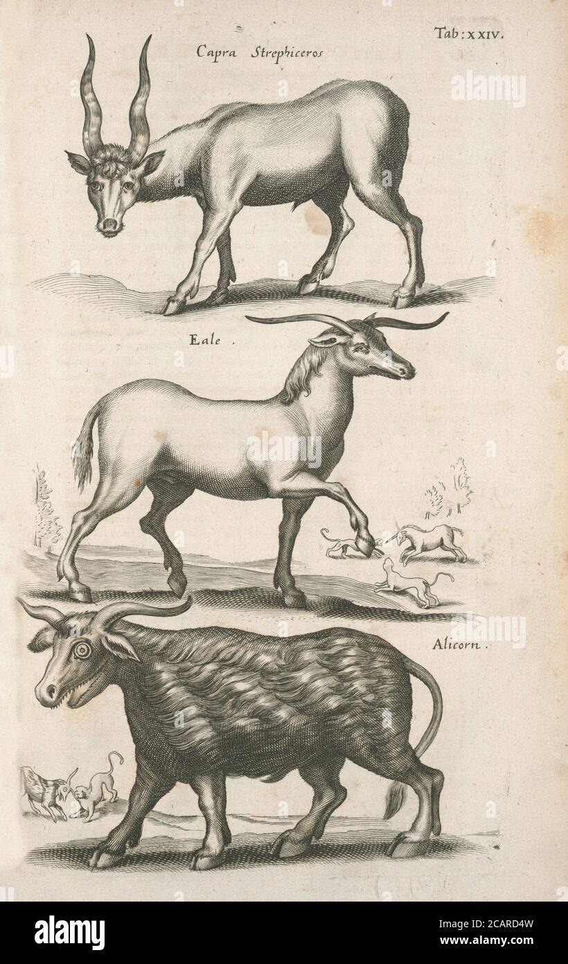 vintage animal illustration vintage classical artistic drawing Stock ...