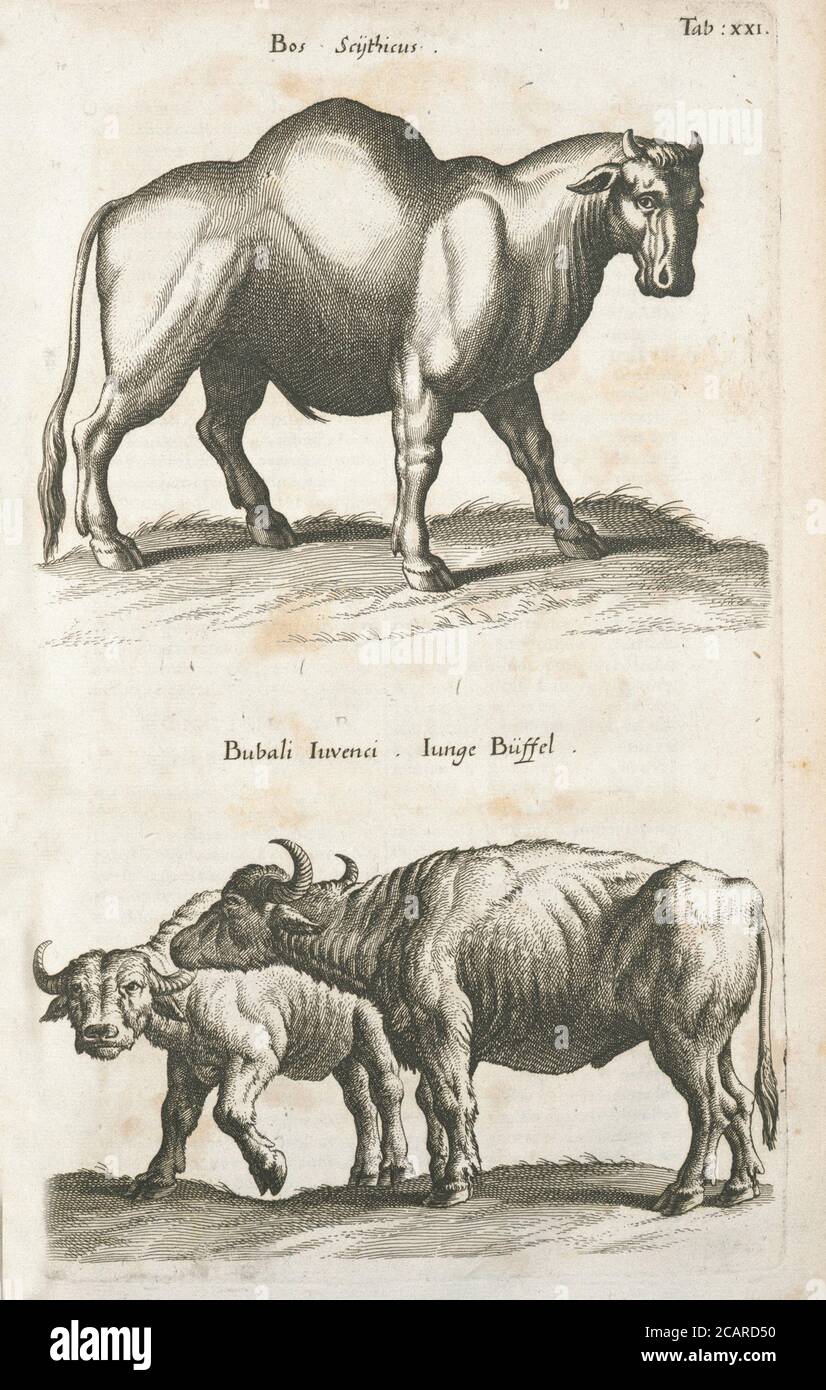 vintage animal illustration vintage classical artistic drawing Stock ...