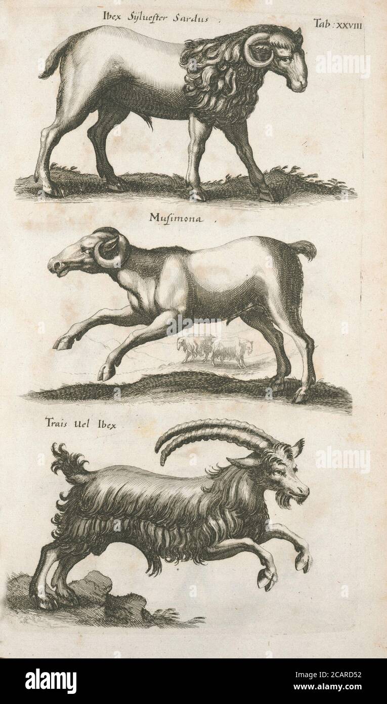 vintage animal illustration vintage classical artistic drawing Stock ...